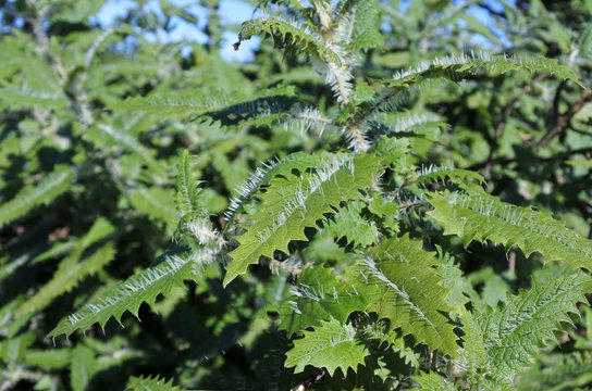 Ongaonga Images – Browse 8 Stock Photos, Vectors, and Video | Adobe Stock