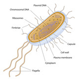 "Structure of a bacterial cell, unlabeled. " Stock photo and royalty ...