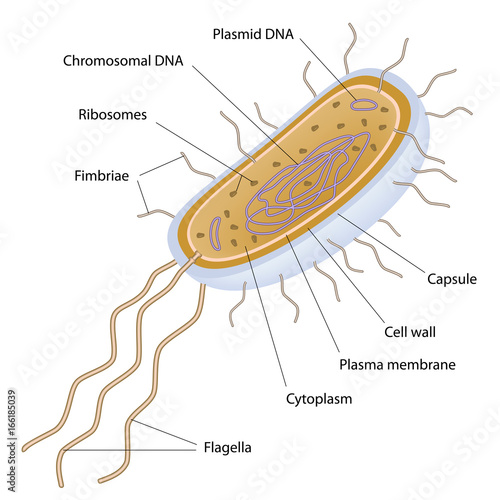 "Structure of a bacterial cell, labeled. " Stock photo and royalty-free ...