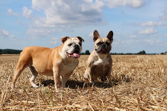English Pitbull Bilder – Durchsuchen 1,058 Archivfotos, Vektorgrafiken ...