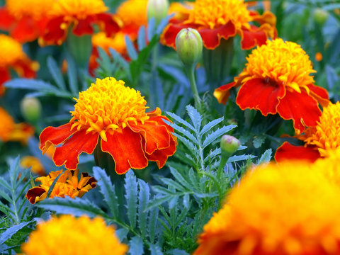 Totenblume - Images et vidéos libres de droits | Adobe Stock