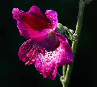 รูปภาพBauernrose – เลือกดูภาพถ่ายสต็อก เวกเตอร์ และวิดีโอ450 | Adobe Stock