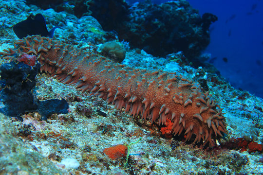Echinozoa Images – Browse 47 Stock Photos, Vectors, and Video | Adobe Stock