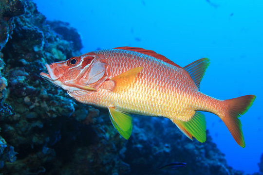 Types Of Snappers May 31, 2022 | atelier-yuwa.ciao.jp