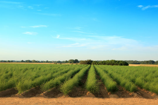 Plantacja Images – Browse 1,663 Stock Photos, Vectors, and Video ...