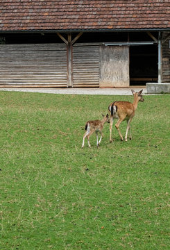 Fluchttier Images – Browse 863 Stock Photos, Vectors, and Video | Adobe ...