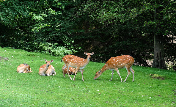 Fluchttier bilder – Bläddra bland 887 stockfoton, vektorer och videor ...