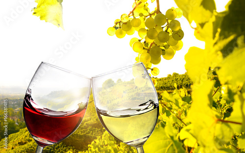 "Weinverkostung - Anstoßen mit Weißwein und Rotwein im Weinberg ...