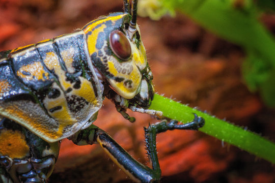 Lobber Images – Browse 38 Stock Photos, Vectors, and Video | Adobe Stock