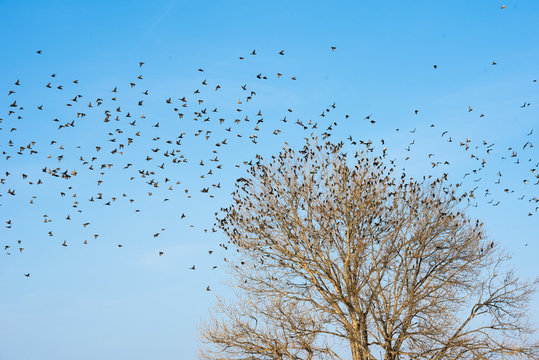 "Birds On Tree" Images – Browse 175 Stock Photos, Vectors, and Video ...