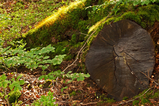 Vermooster-Bilder: Stock-Fotos & -Videos. | Adobe Stock