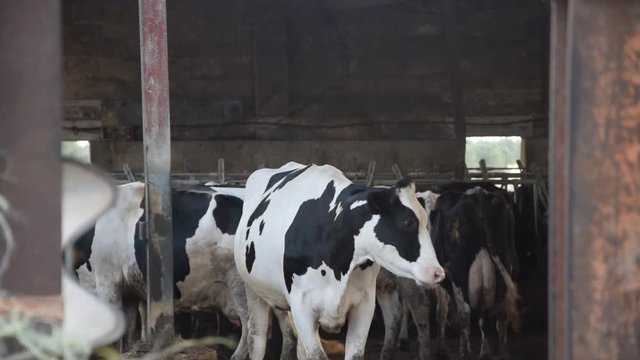 Zootechnie Images – Browse 5 Stock Photos, Vectors, and Video | Adobe Stock