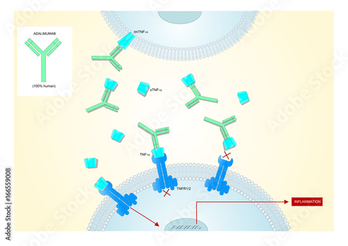 "mechanism of action of adalimumab, a monoclonal human antibody used to ...