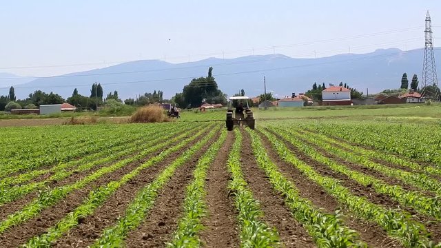 Plantasyon bilder – Bläddra bland 68 stockfoton, vektorer och videor ...