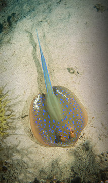 รูปภาพLemma – เลือกดูภาพถ่ายสต็อก เวกเตอร์ และวิดีโอ467 | Adobe Stock