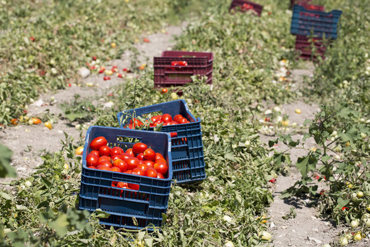 Plantasyon Bilder – Durchsuchen 68 Archivfotos, Vektorgrafiken und ...