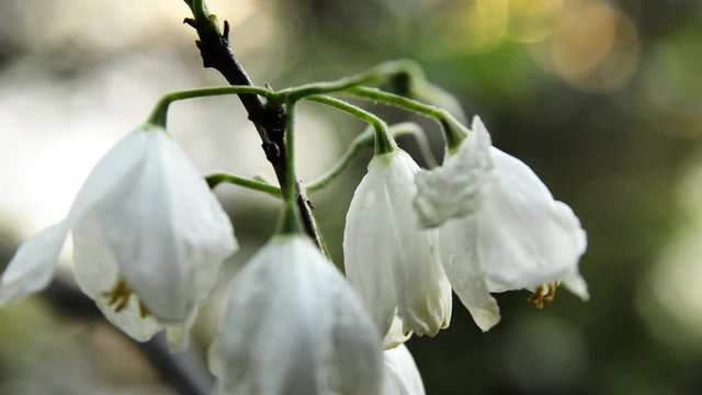 Drooping Images – Browse 489,209 Stock Photos, Vectors, and Video ...