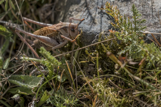 Saltamonte Images – Browse 50 Stock Photos, Vectors, and Video | Adobe ...