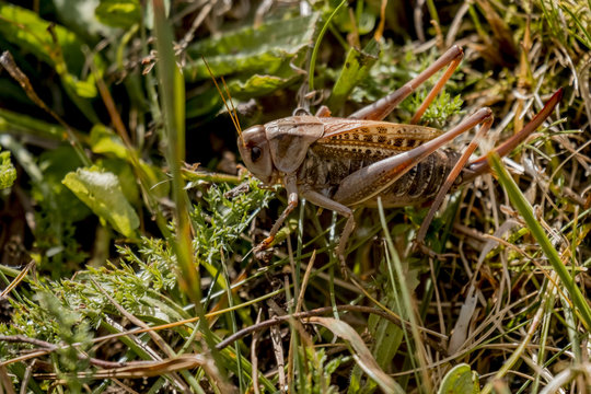 Saltamonte Images – Browse 50 Stock Photos, Vectors, and Video | Adobe ...