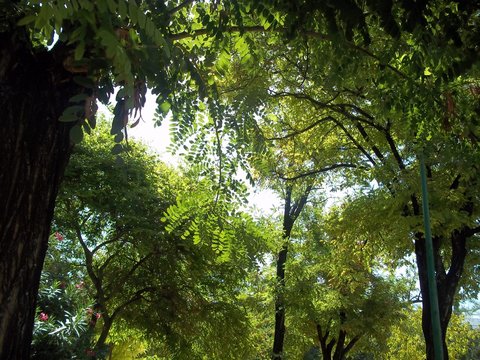 Enramada Images – Browse 137 Stock Photos, Vectors, and Video | Adobe Stock