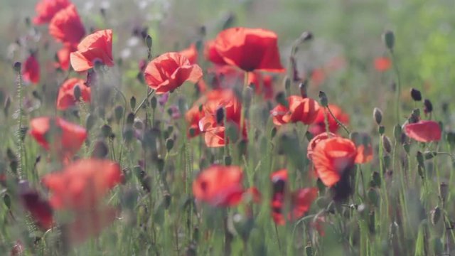Cornpoppy bilder – Bläddra bland 48 stockfoton, vektorer och videor | Adobe Stock