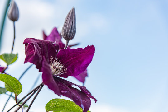 Klimatis Images – Browse 53 Stock Photos, Vectors, and Video | Adobe Stock