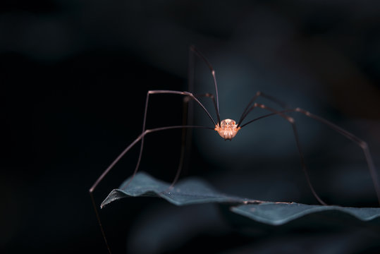 「Opiliones」の写真素材 | 1,816件の無料イラスト画像 | Adobe Stock