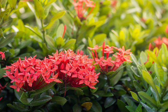 "Ixora Coccinea" Images – Browse 2,091 Stock Photos, Vectors, and Video ...