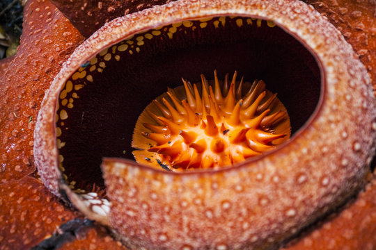 861 BEST Rafflesia IMAGES, STOCK PHOTOS & VECTORS | Adobe Stock