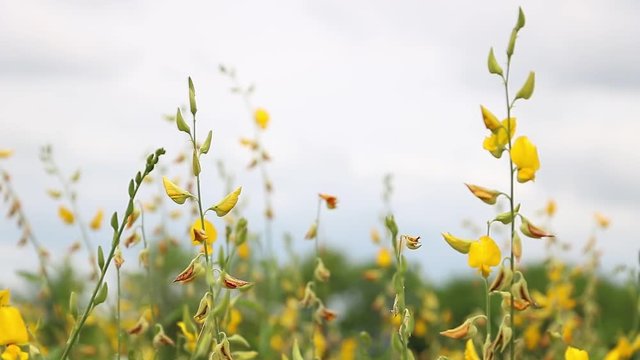 Sunhemp Images – Parcourir 1,312 le catalogue de photos, vecteurs et ...