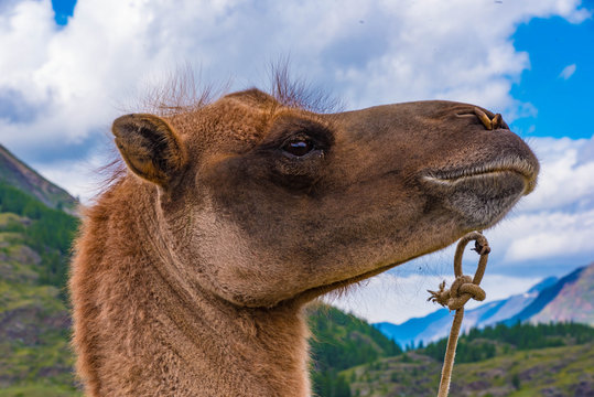 Fluchttier bilder – Bläddra bland 967 stockfoton, vektorer och videor ...
