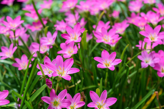 Fiower Images – Browse 204 Stock Photos, Vectors, and Video | Adobe Stock