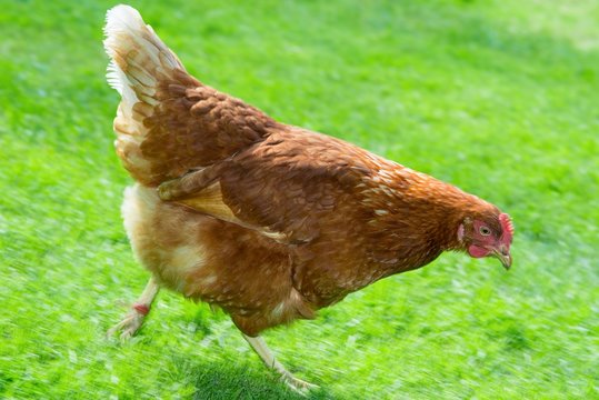 Hybrid-Huhn Bilder – Durchsuchen 12 Archivfotos, Vektorgrafiken und ...