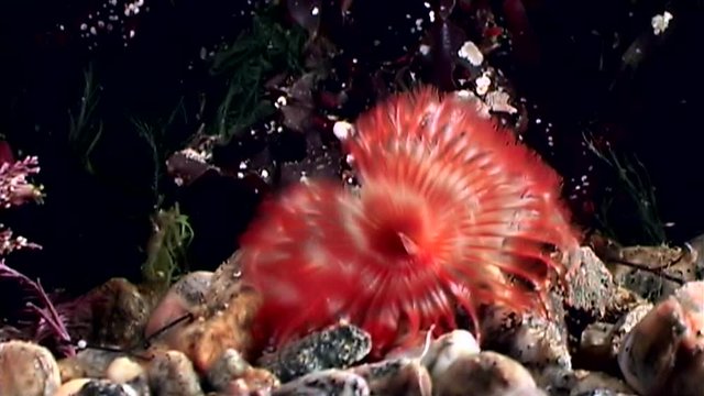 Chone Imagens – Procure 441 fotos, vetores e vídeos | Adobe Stock