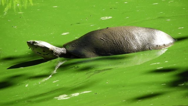 Toadhead Images – Browse 343 Stock Photos, Vectors, and Video | Adobe Stock