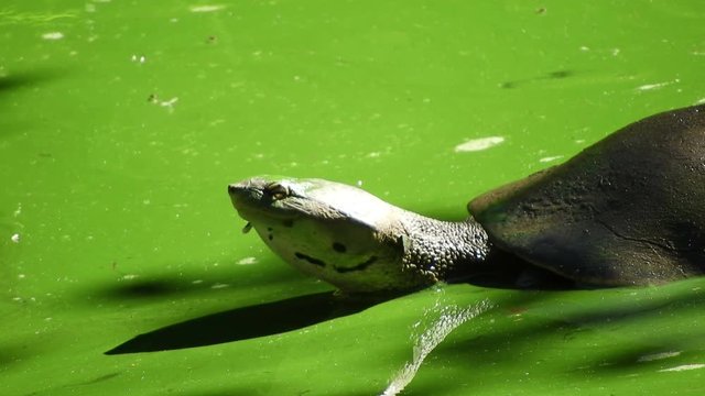 Toadhead Images – Browse 343 Stock Photos, Vectors, and Video | Adobe Stock