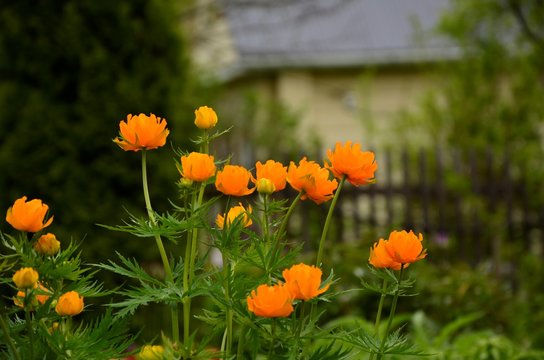 Fiowers Bilder – Durchsuchen 107 Archivfotos, Vektorgrafiken und Videos ...