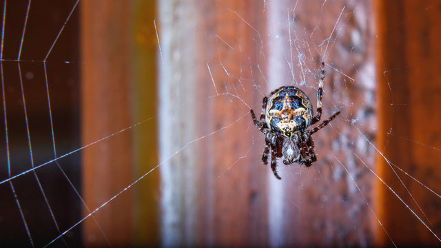 Spinne.spinnweben Bilder – Durchsuchen 11,026 Archivfotos ...