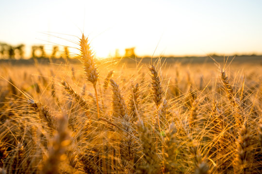「Gerstenfeld」の画像 - 3,642 件の Stock 写真、ベクターおよびビデオ | Adobe Stock