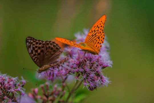 Tracheata Bilder – Durchsuchen 325 Archivfotos, Vektorgrafiken und ...