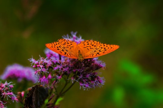 Tracheata Bilder – Durchsuchen 325 Archivfotos, Vektorgrafiken und ...