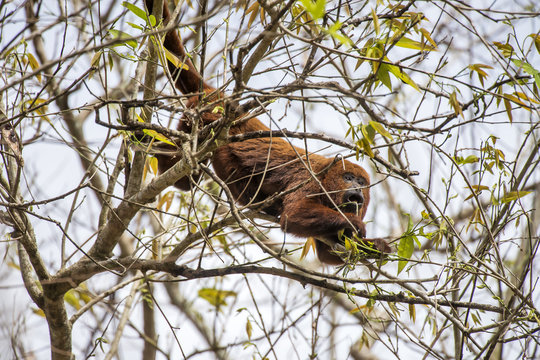 Imágenes de Bugio-Marrom: descubre bancos de fotos, ilustraciones ...