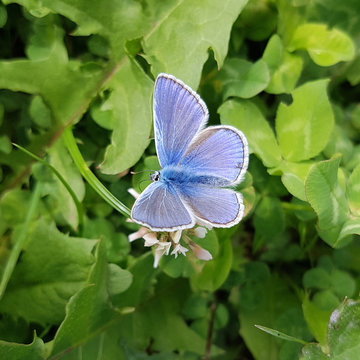 Plebeius Images – Browse 9,148 Stock Photos, Vectors, and Video | Adobe ...