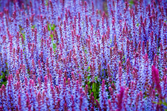 รูปภาพHeyan – เลือกดูภาพถ่ายสต็อก เวกเตอร์ และวิดีโอ88 | Adobe Stock