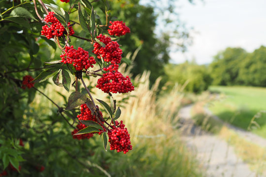 Hirschholunder Bilder – Durchsuchen 32 Archivfotos, Vektorgrafiken und ...