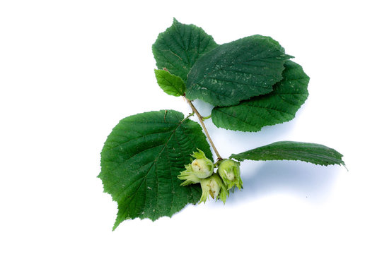 Haselnussblatt 이미지 – 찾아보기 101 스톡 사진, 벡터 및 비디오 | Adobe Stock