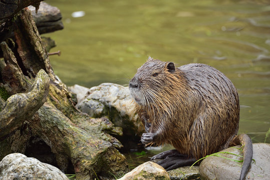 รูปภาพCastoridae – เลือกดูภาพถ่ายสต็อก เวกเตอร์ และวิดีโอ818 | Adobe Stock