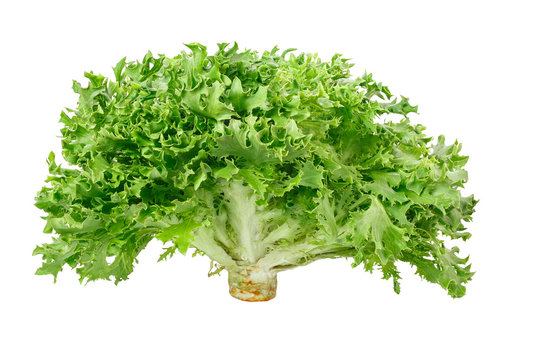 รูปภาพFrisee – เลือกดูภาพถ่ายสต็อก เวกเตอร์ และวิดีโอ16,476 | Adobe Stock