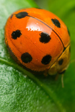 Brange Images – Browse 40 Stock Photos, Vectors, and Video | Adobe Stock