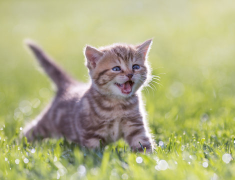รูปภาพMeowing – เลือกดูภาพถ่ายสต็อก เวกเตอร์ และวิดีโอ174,035 | Adobe Stock